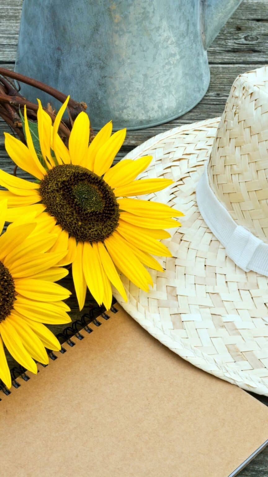 30 Summer iPhone Wallpapers | Summer Backgrounds